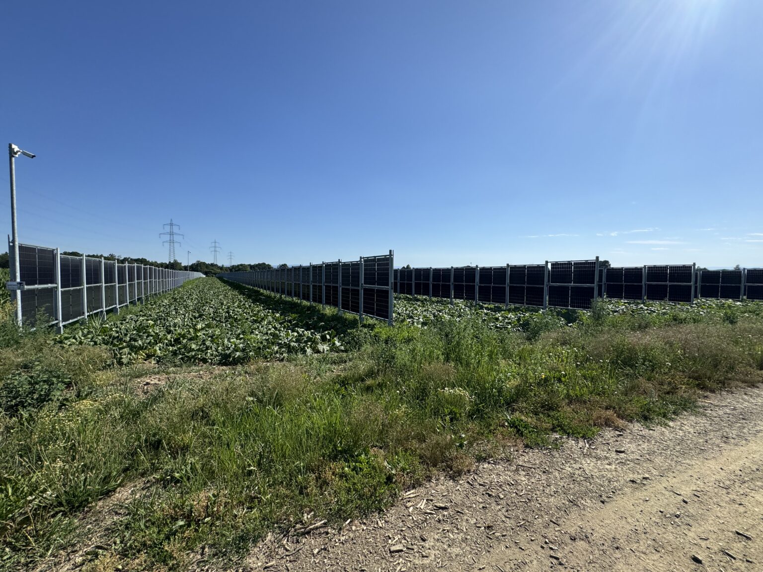 Bando agrivoltaico, Agrivoltaica: impianti più grandi e più competitivi ...
